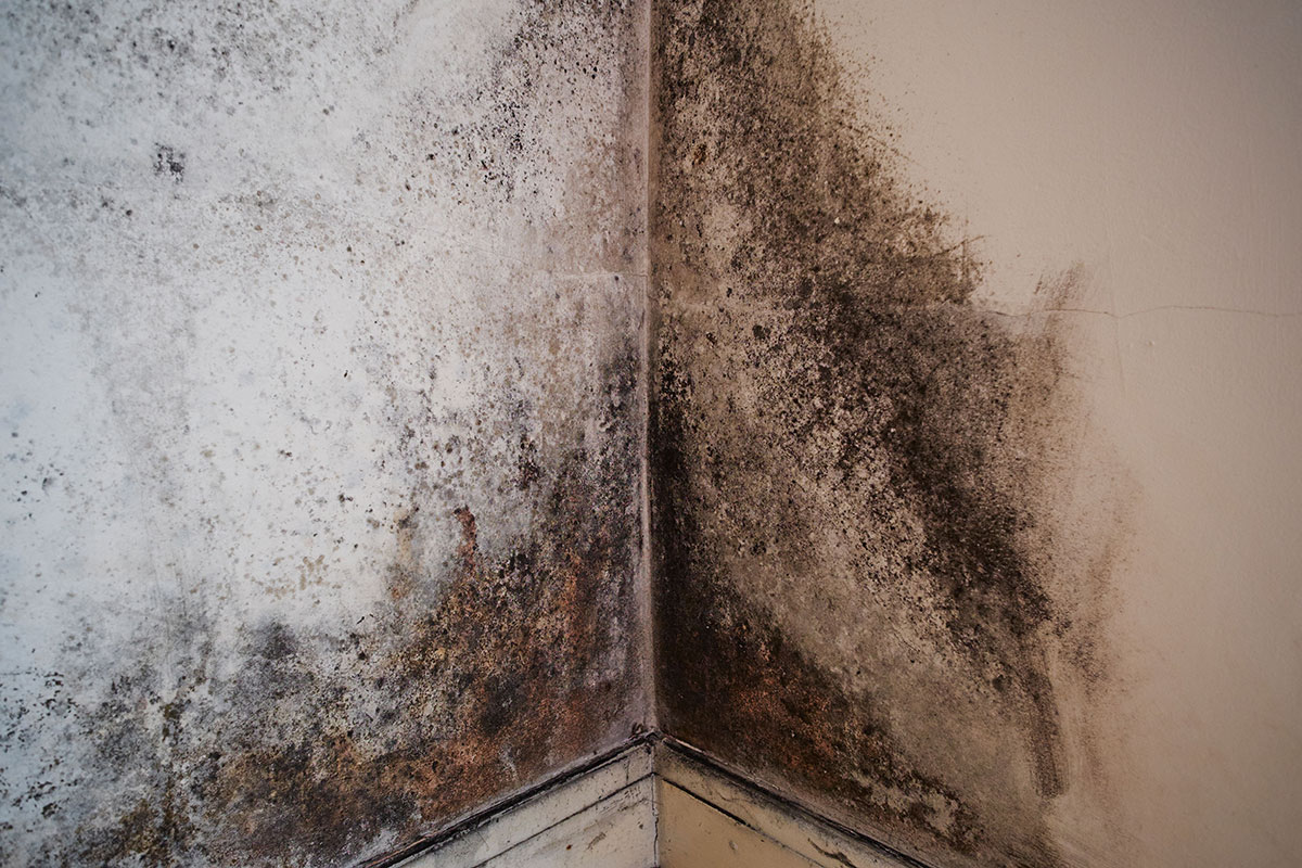 Inside Housing - News - East London council to spend £433k on damp and ...